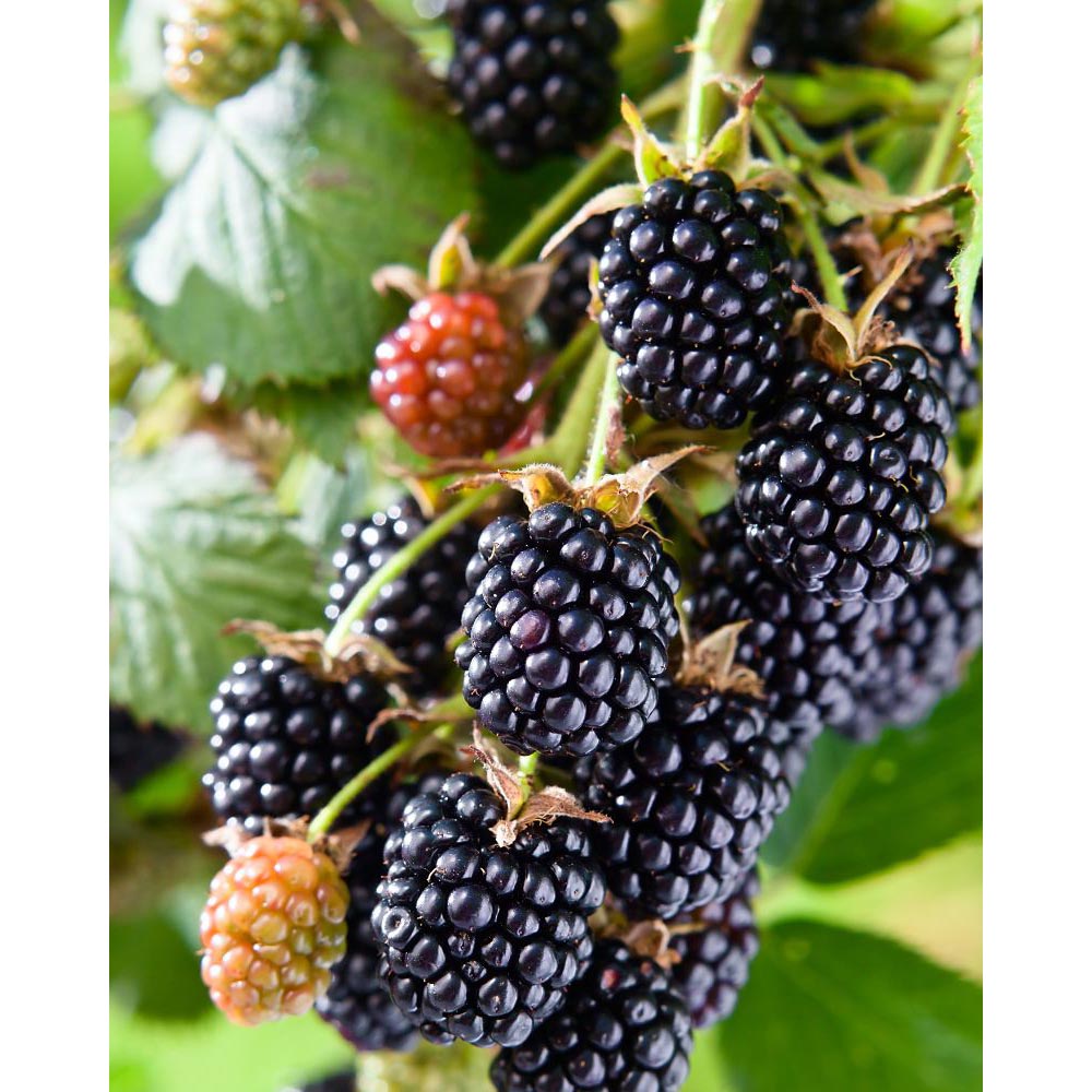 Blackberry / Coolaris® Patio Black - Rubus fruticosus - 1 plant in pot