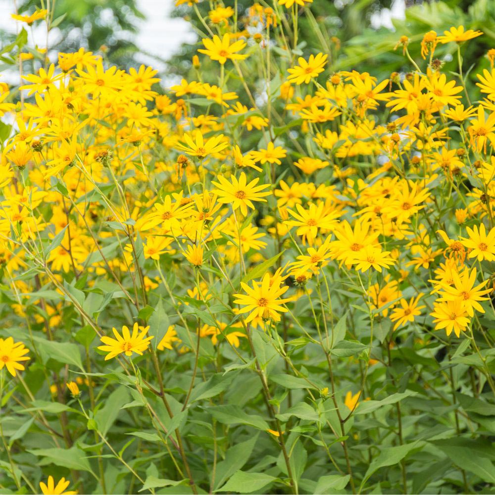 Jerusalem artichoke / Papas® - Helianthus tuberosus - 3 plants in root ball