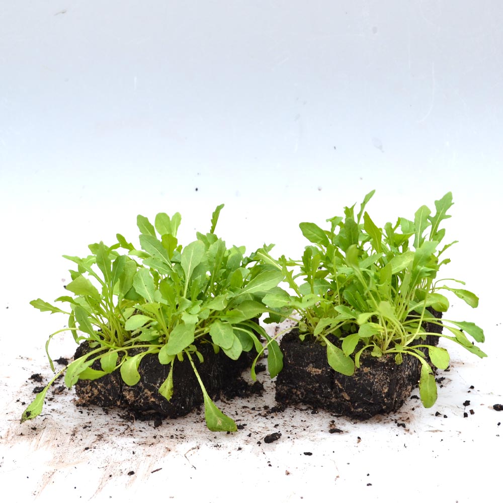 Rucola / Salatrauke - Eruca sativa - Brassicaceae - verschiedene Mengen