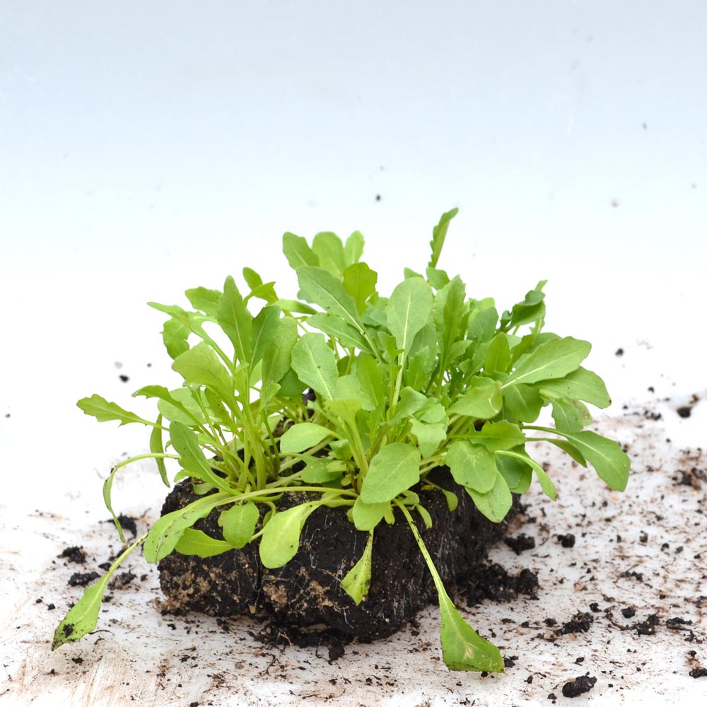 Rucola / Salatrauke - Eruca sativa - Brassicaceae - verschiedene Mengen
